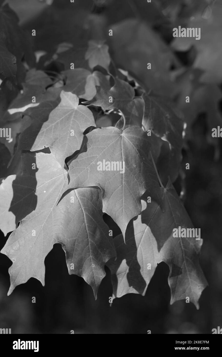 Gold leafy Black and White Stock Photos & Images - Alamy