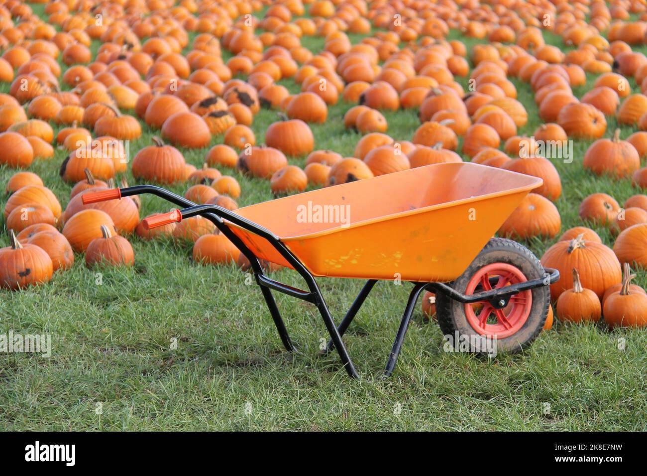 An Orange Wheelbarrow in a Field of Pumpkins Stock Photo - Alamy