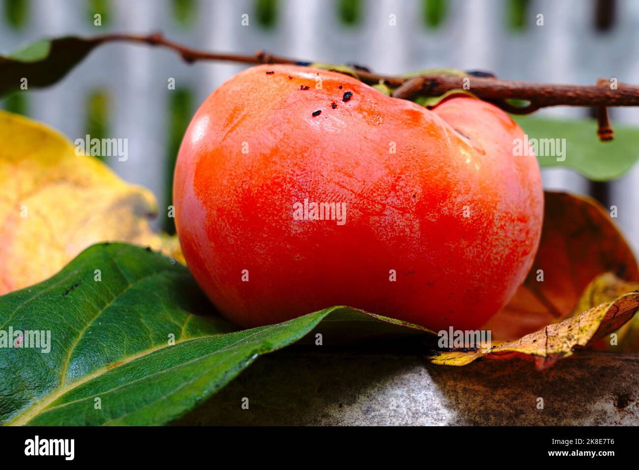Persimmon with leaf hi-res stock photography and images - Alamy