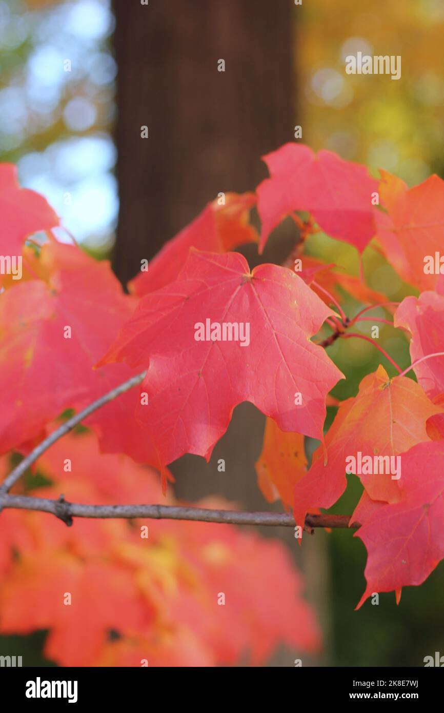 Bright red maple leaves bursting with the fall colors Stock Photo - Alamy