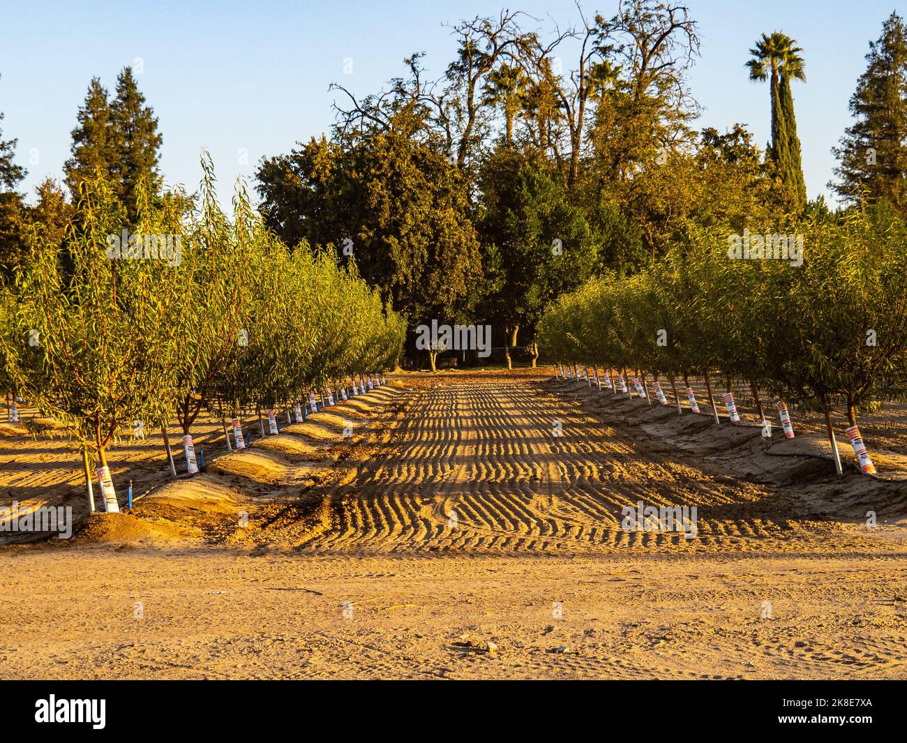 A field with 1 year old Almond trees near Modesto California in the ...