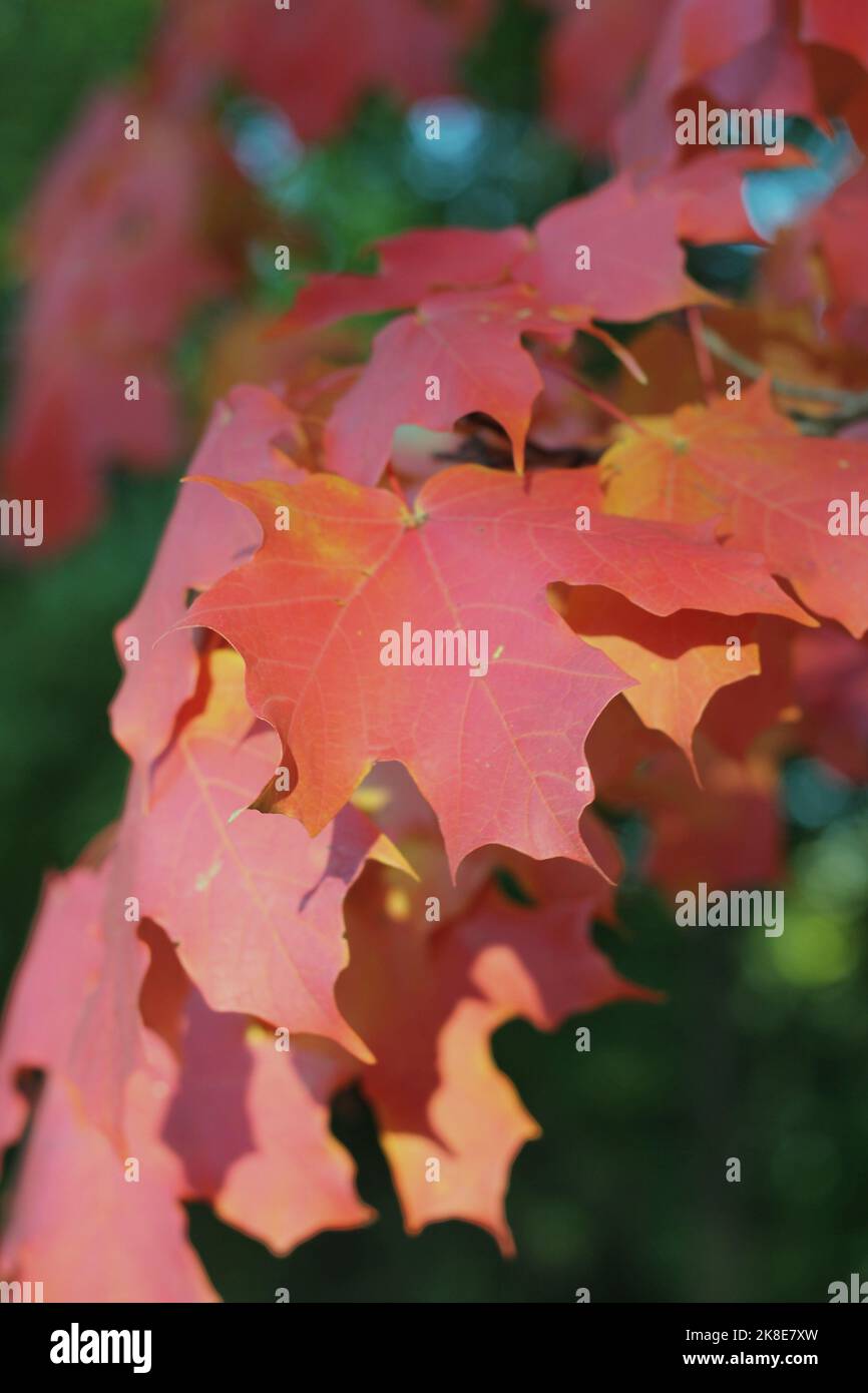 Bright red maple leaves bursting with the fall colors Stock Photo - Alamy