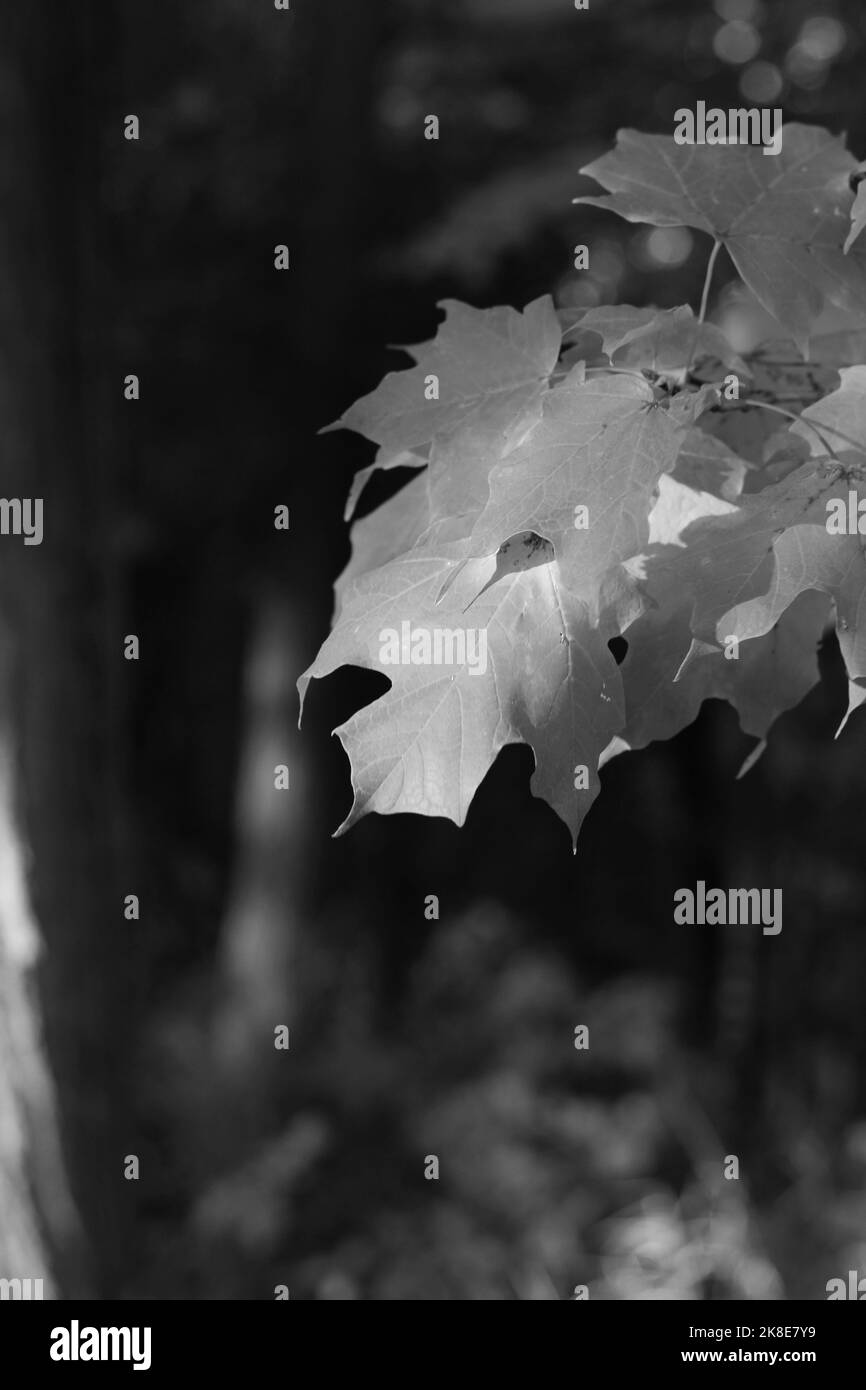 Autumn leaves growing in the meadow in a black and white monochrome ...