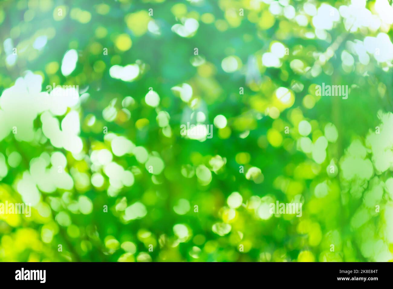 Green leaf on blurred greenery background. Blurred leaves on the tree ...