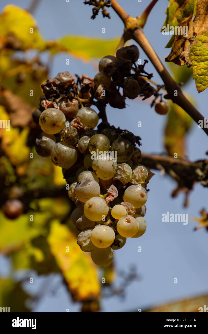 Dry grapes due to lack of rain during a drought Stock Photo - Alamy