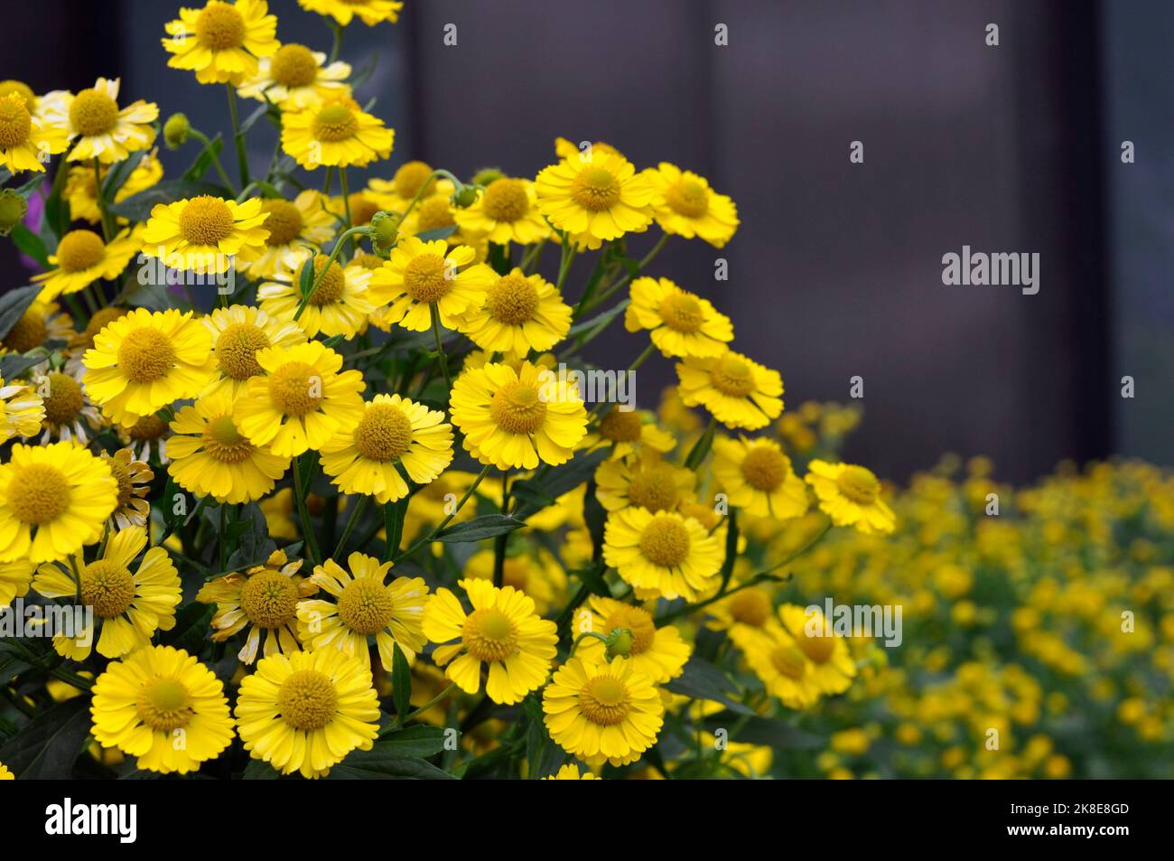 Bright yellow chrysanthemum flowers in the garden in autumn. hardy ...