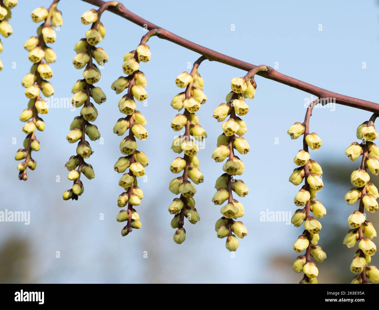 Stachyurus praecox hi-res stock photography and images - Alamy
