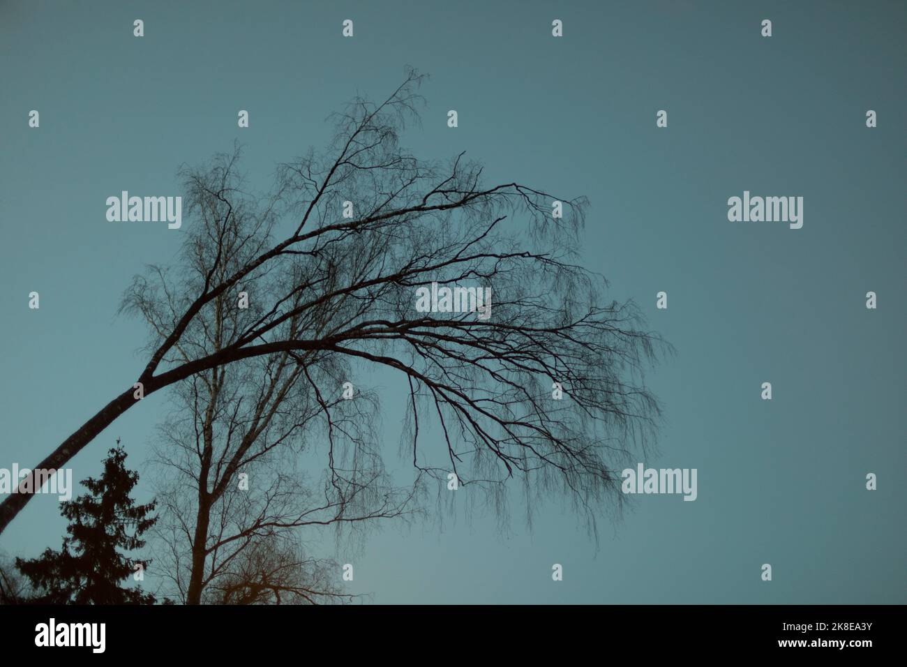 Trees in park. Tree against sky. Details of nature in evening Stock ...