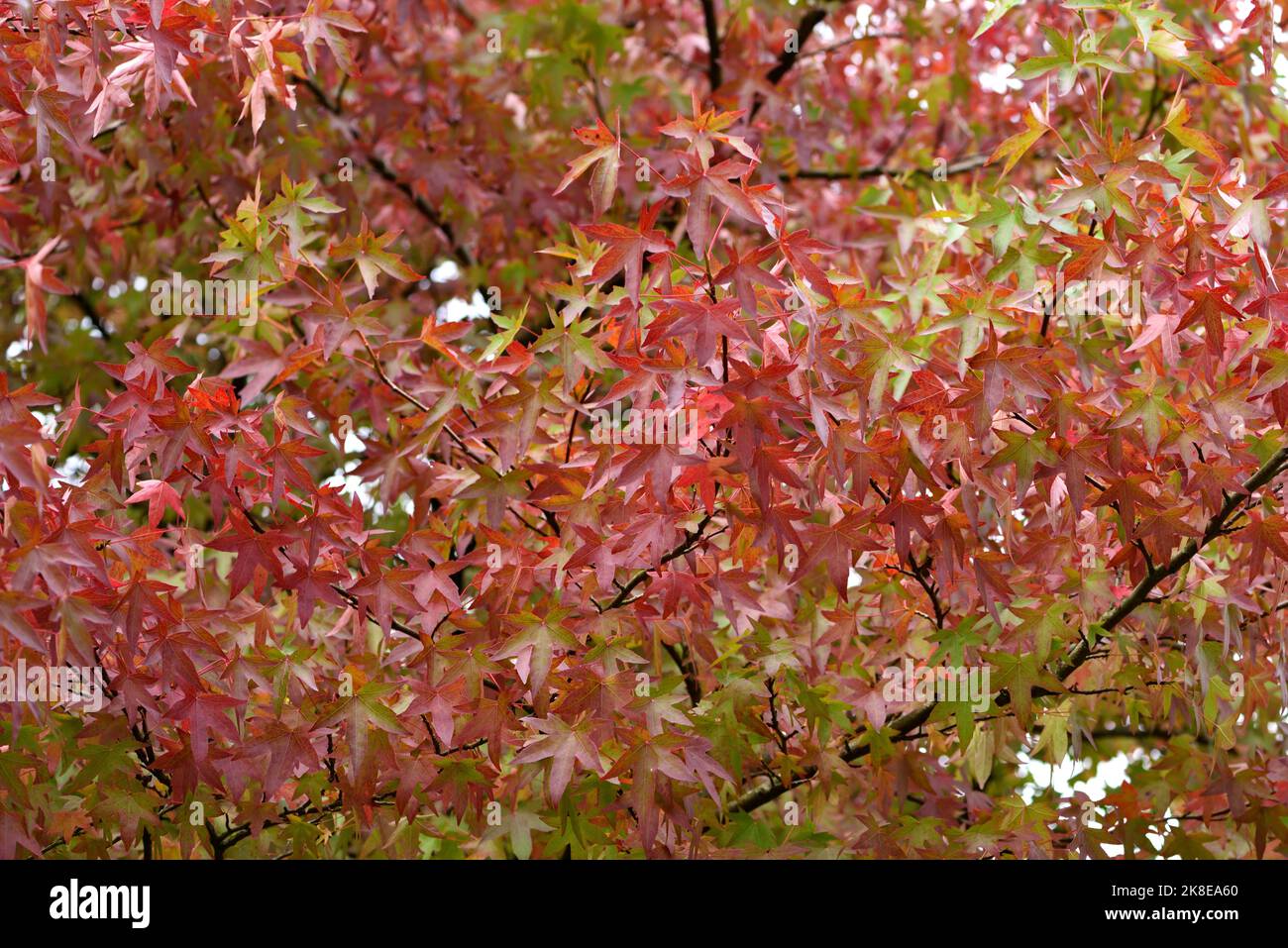 Sweet gum tree hi-res stock photography and images - Alamy