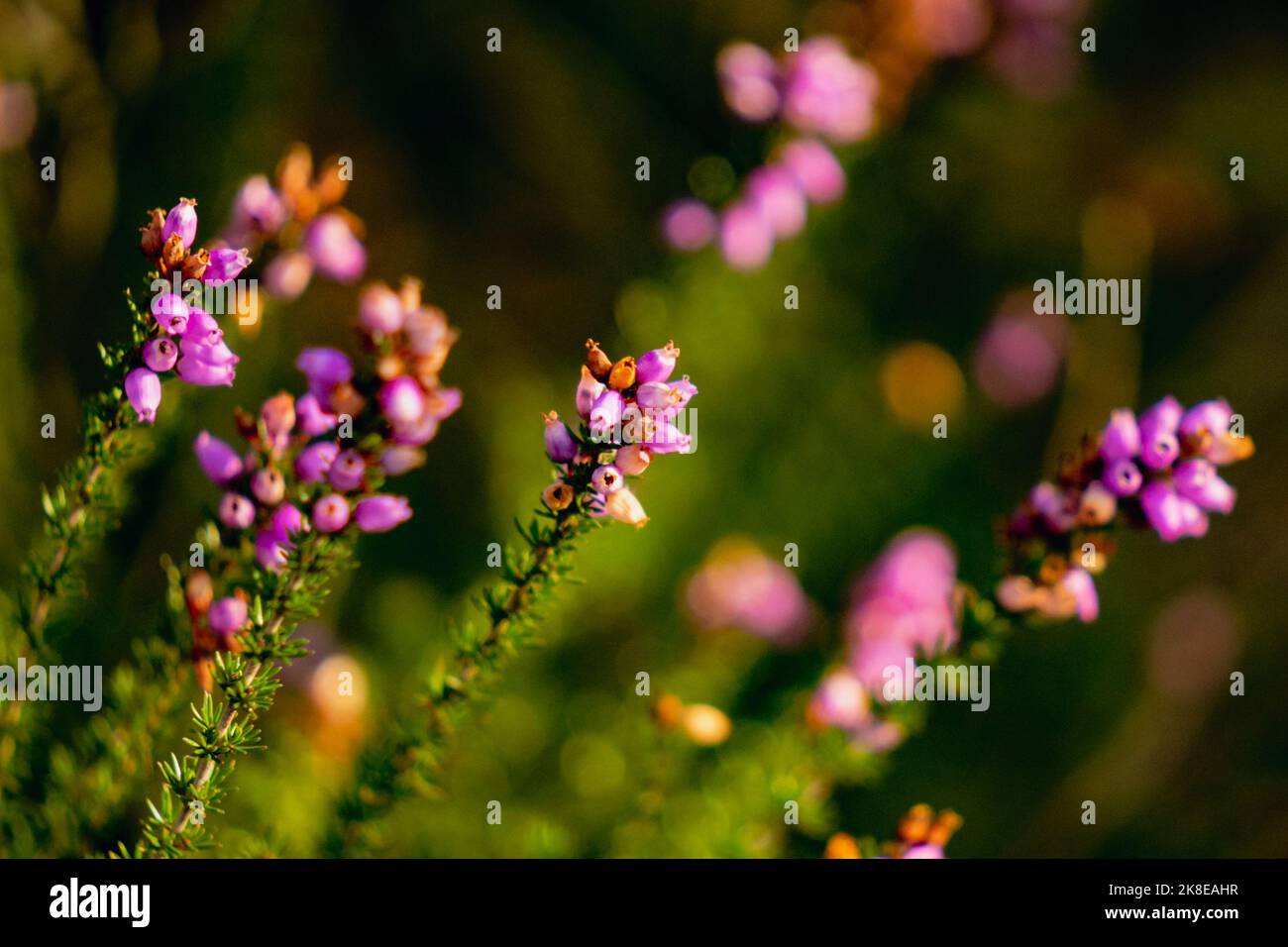 Purple Flowers in the Woods Stock Photo - Alamy