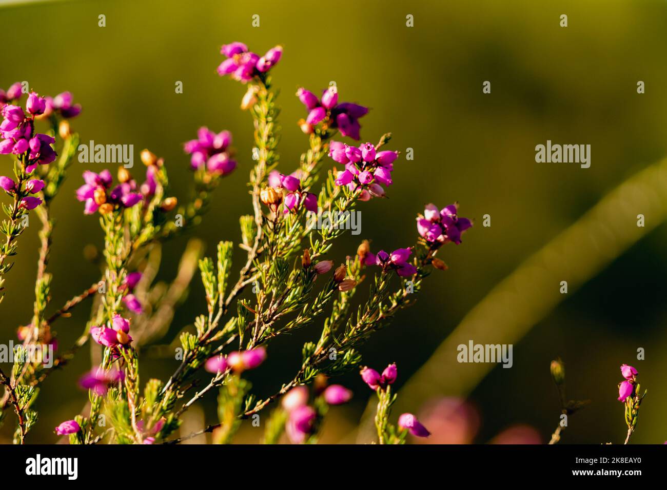 Purple Flowers in the Woods Stock Photo - Alamy