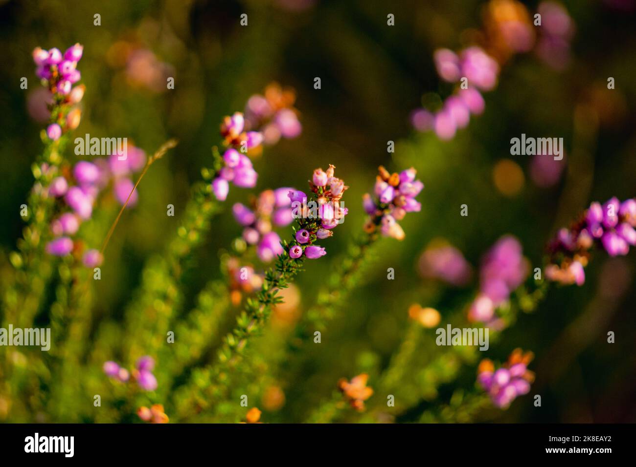Purple Flowers in the Woods Stock Photo - Alamy