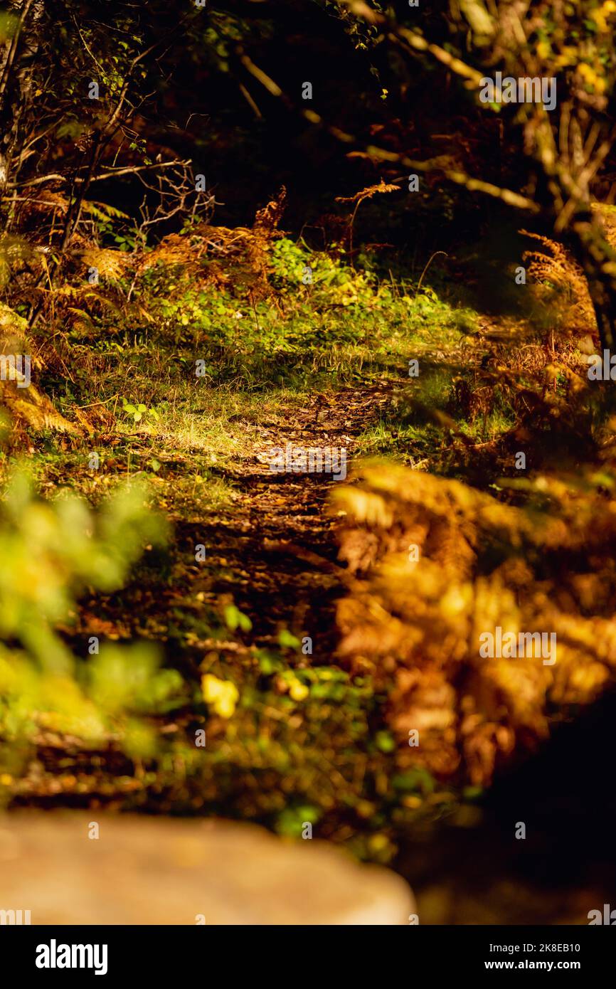 Ray wood england hi-res stock photography and images - Alamy