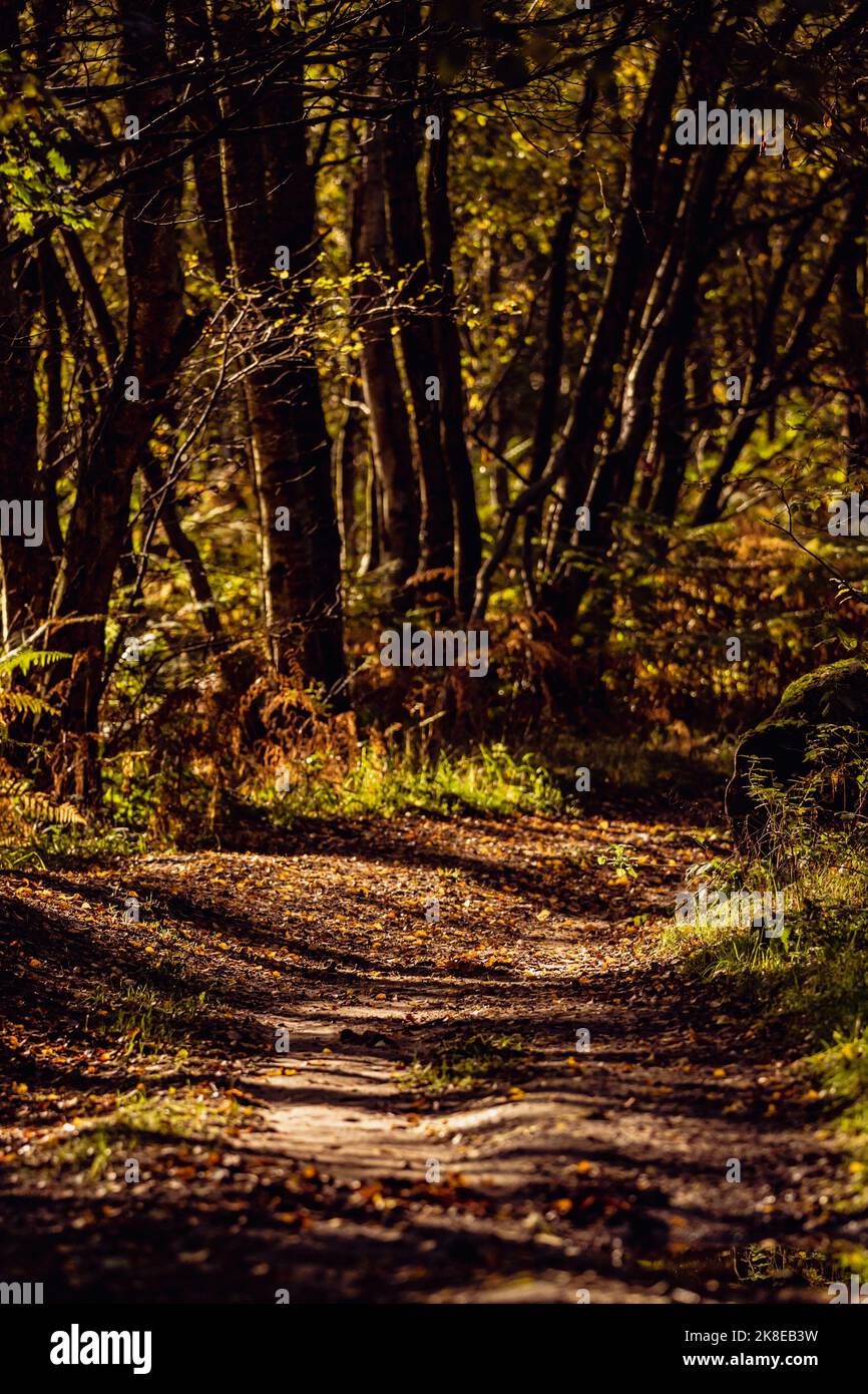 Forest Path in Autumn - England Stock Photo - Alamy