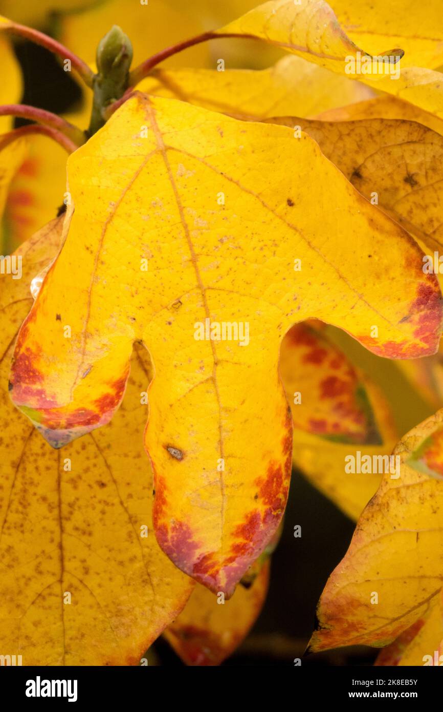 Sassafras tree leaves autumn hi-res stock photography and images - Alamy