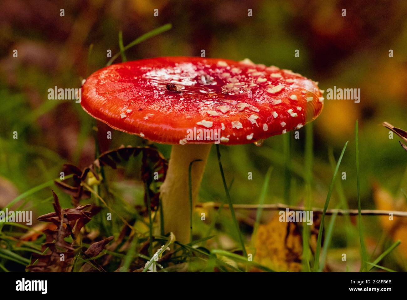 Dark red fungi hi-res stock photography and images - Alamy