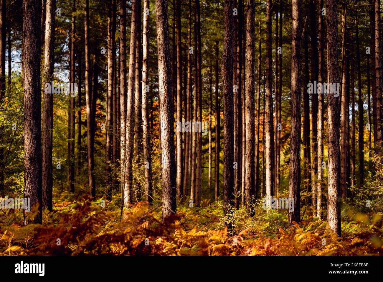Woodland Scene - Sherwood Forest, England Stock Photo - Alamy