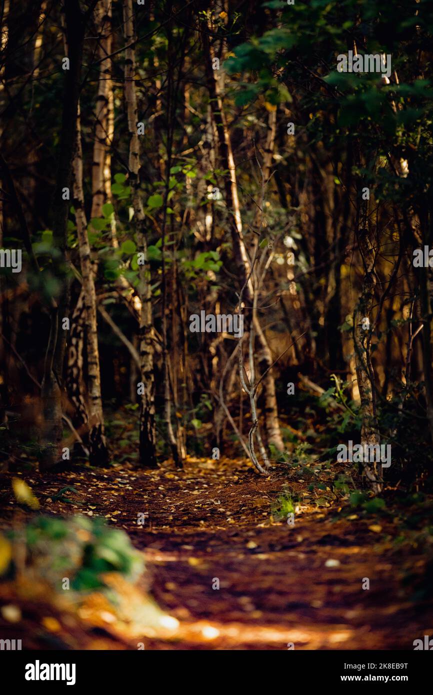 Woodland path - Sherwood Forest, England Stock Photo - Alamy