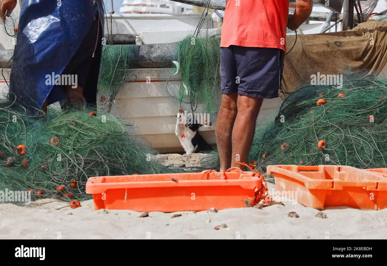 Cute cat catches fish in a fisher net Stock Photo - Alamy