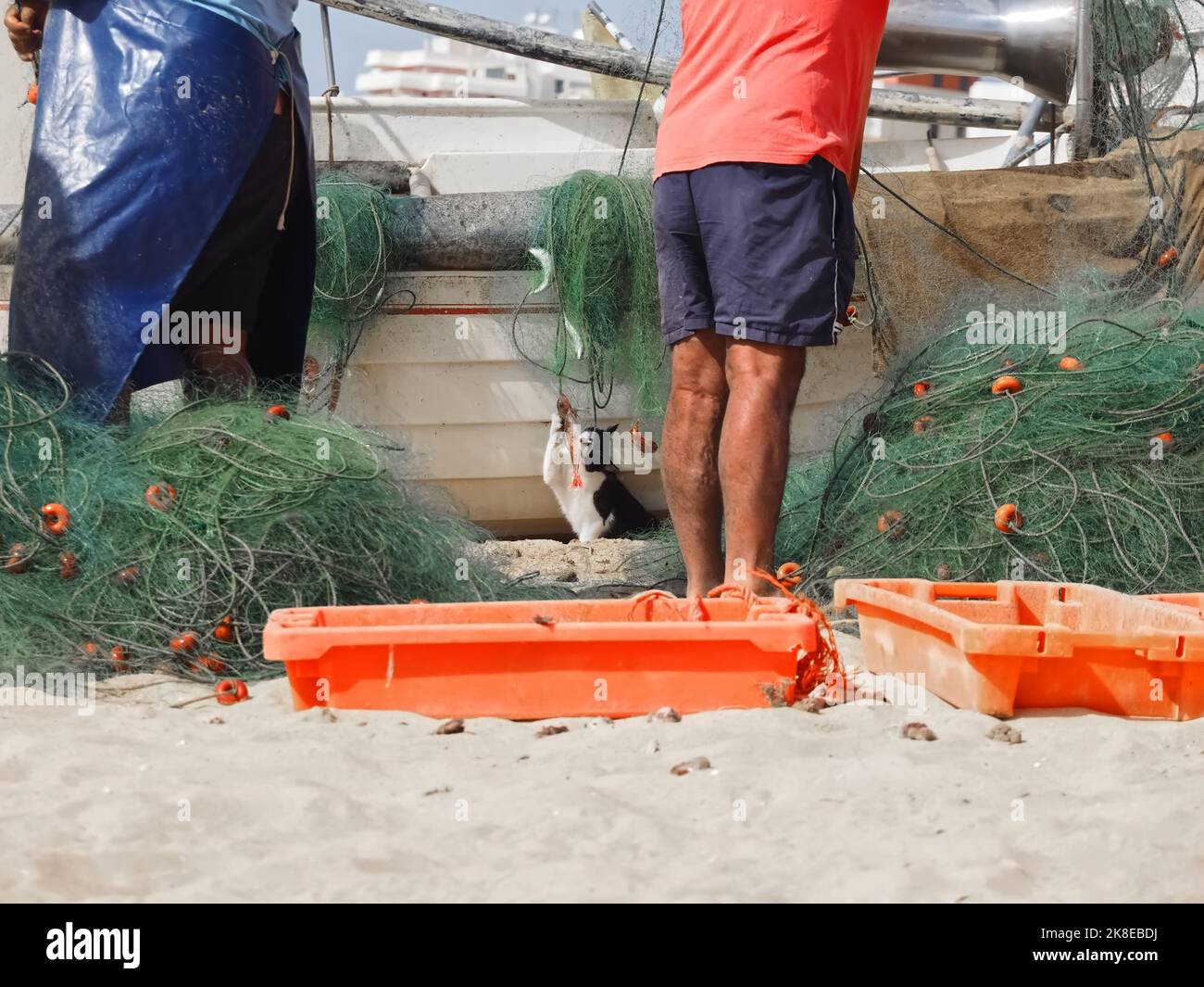 Cute cat catches fish in a fisher net Stock Photo - Alamy