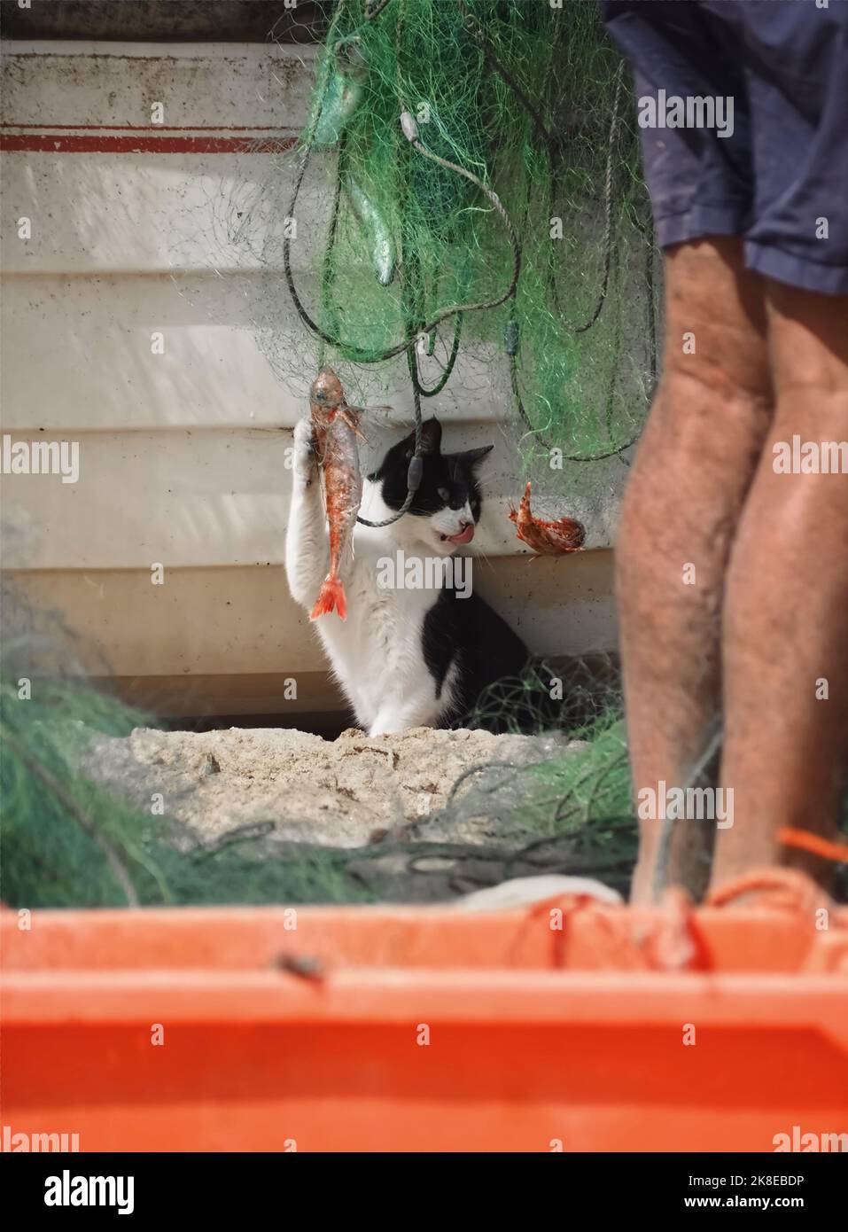 Cute cat catches fish in a fisher net Stock Photo - Alamy