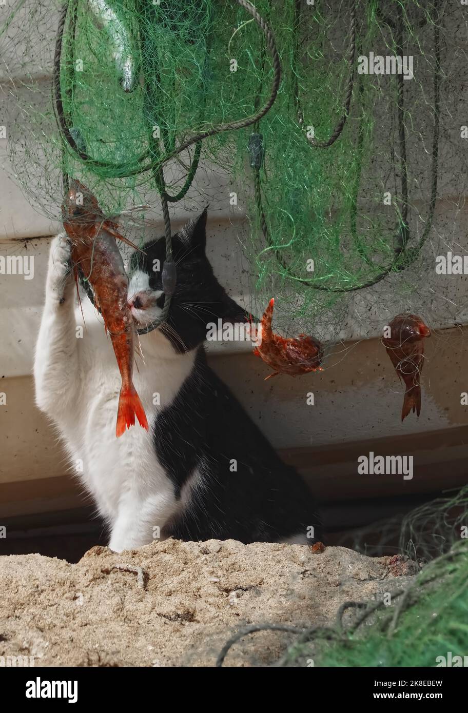 Fisher cat hi-res stock photography and images - Alamy