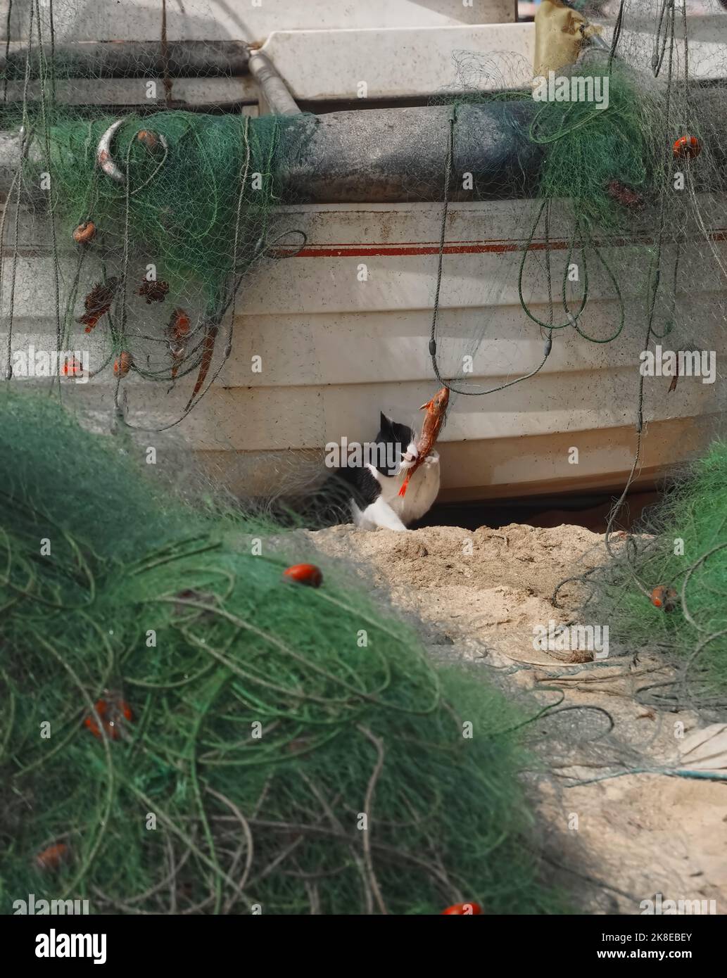 Cute cat catches fish in a fisher net Stock Photo - Alamy