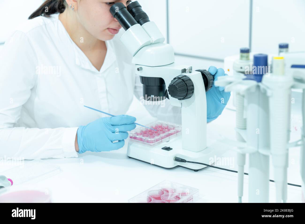 a young woman in a food quality control laboratory examines samples of ...