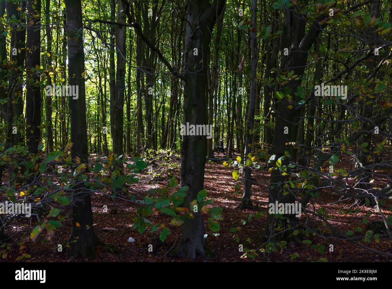 The dappled light of the sun hi-res stock photography and images - Alamy