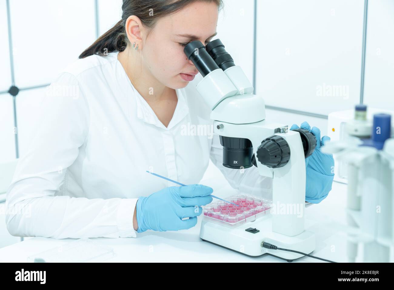 young female student examines samples of genetically modified bacteria ...