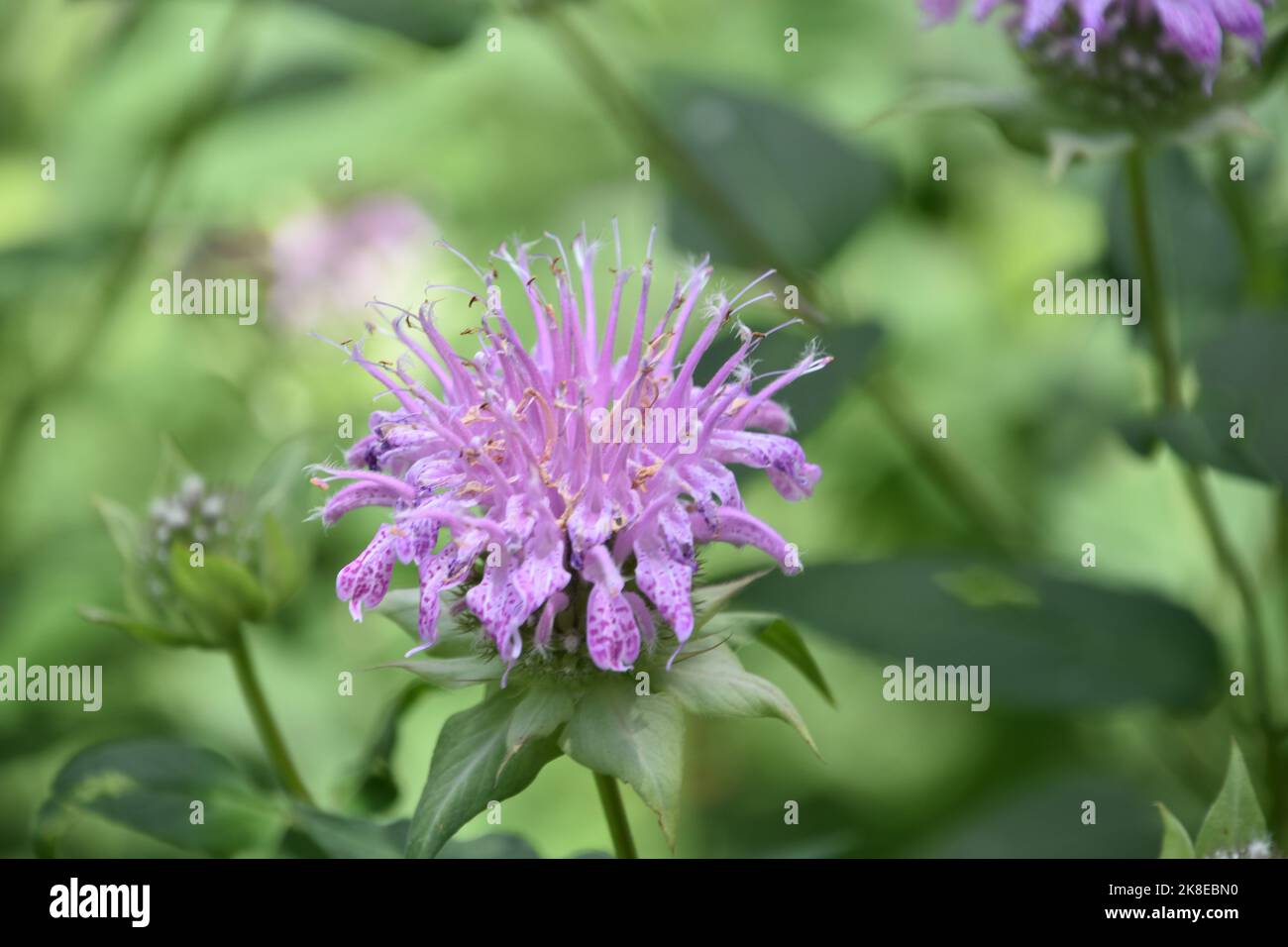 Pretty blooming purple monarda plant flowering in a spring garden Stock ...