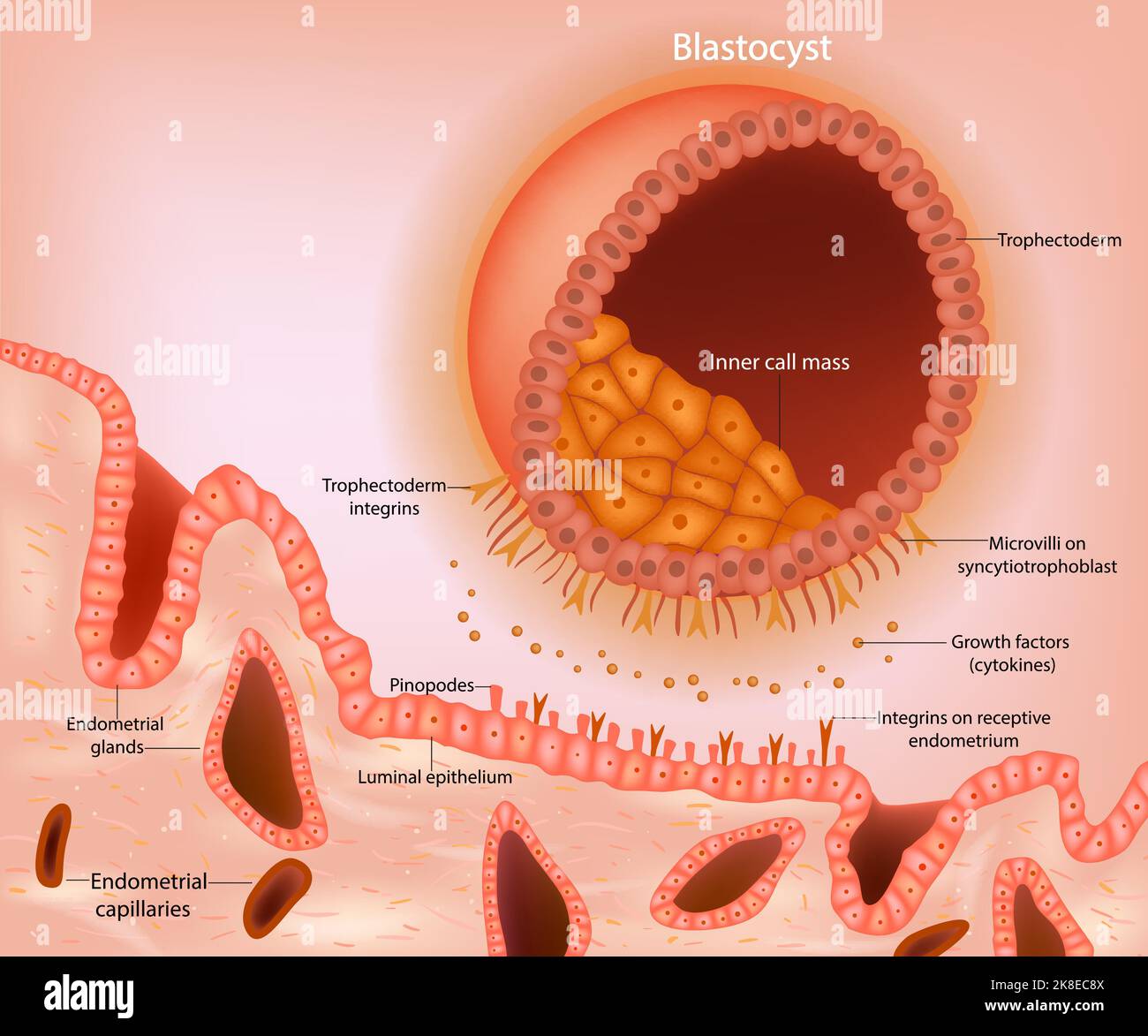 Blastocyst implantation. A schematic representation of a blastocyst ...
