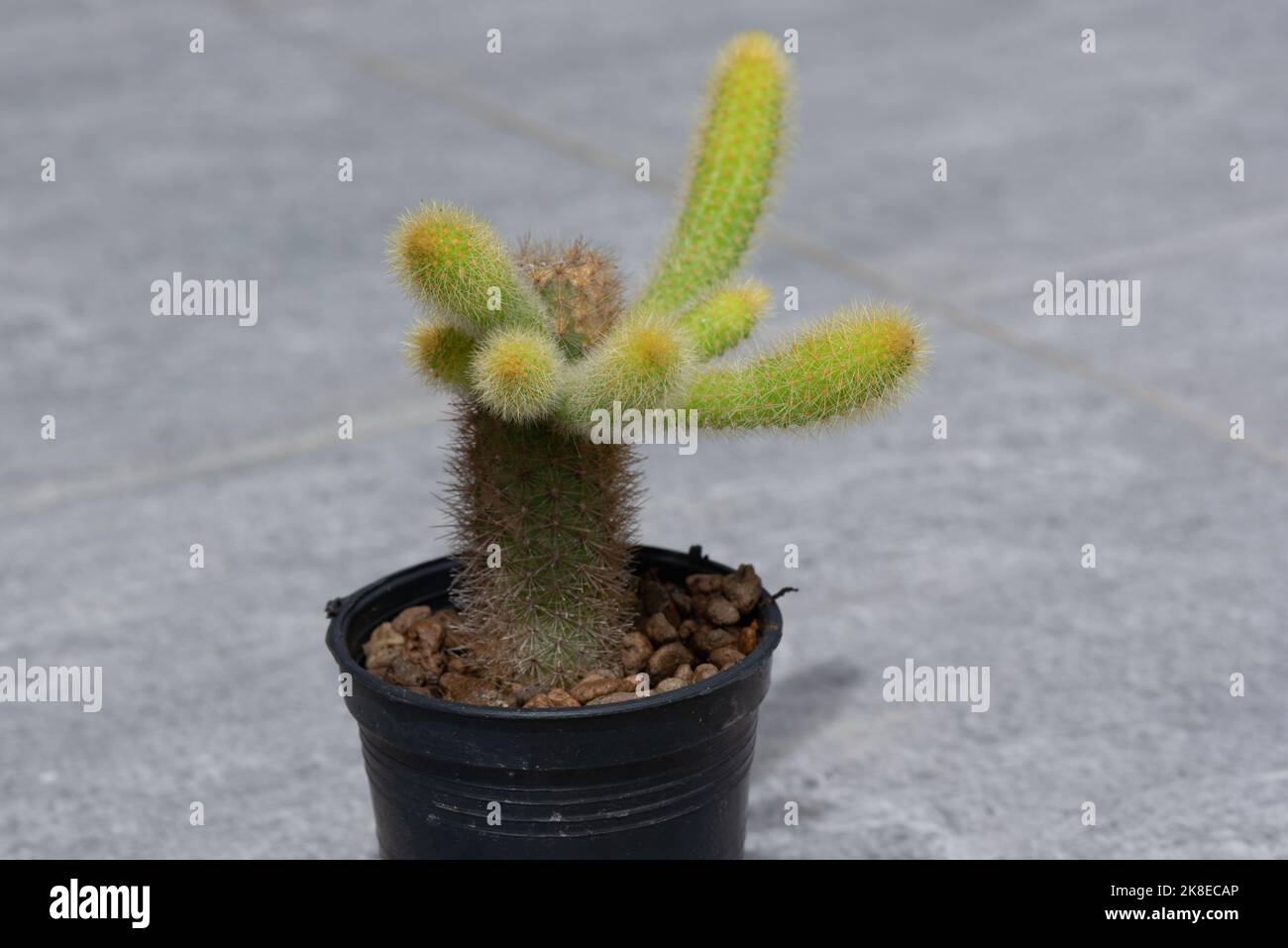Monkey tail cactus or Cleistocactus colademononis in flower pot Stock ...