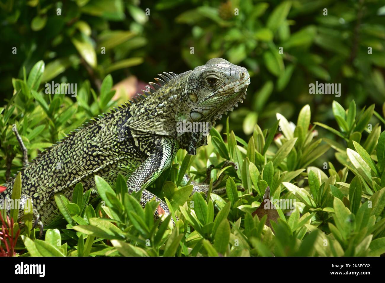Terrific scaled iguana lizard sitting in the top of a lush green bush ...