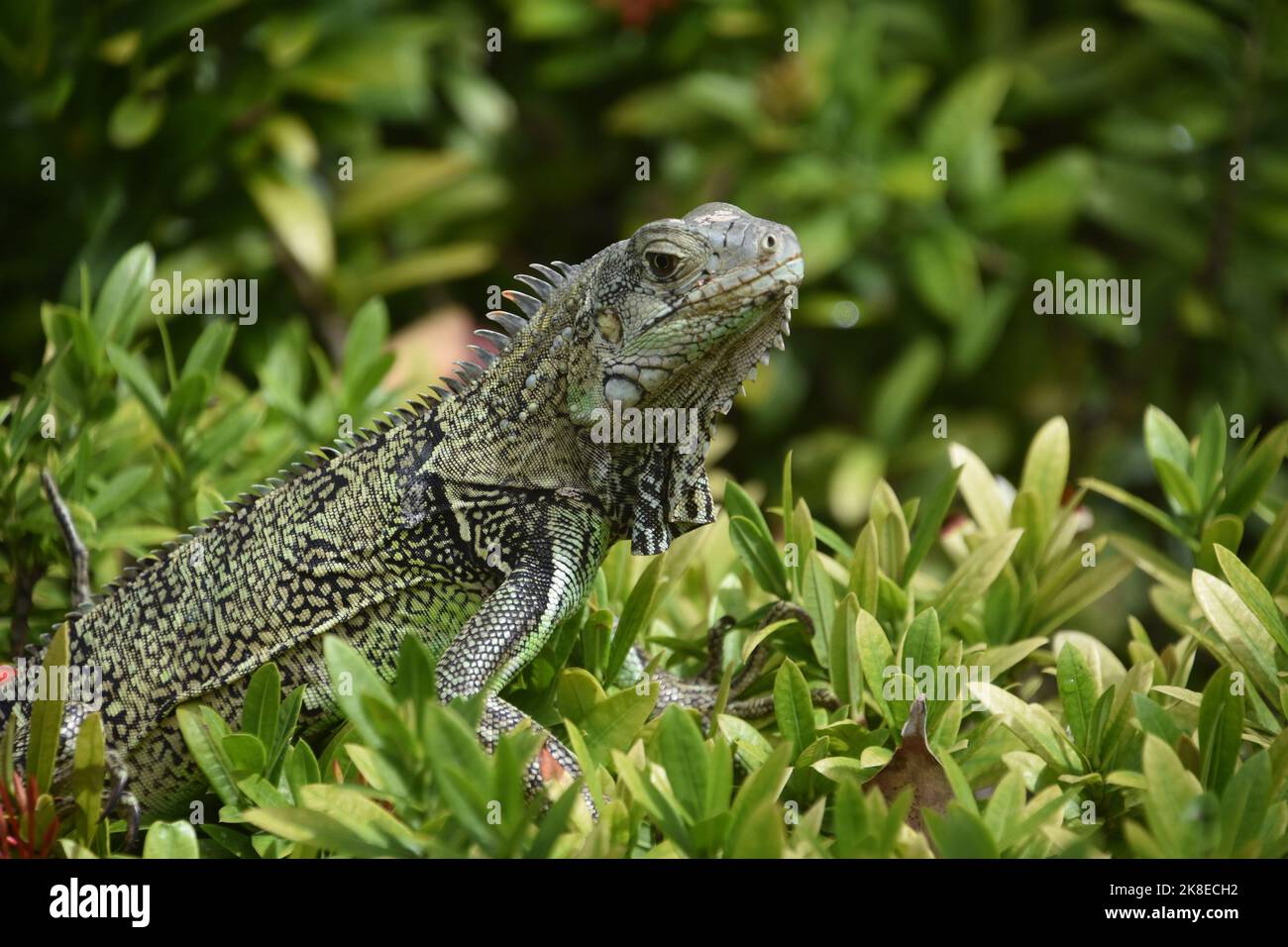 Amazing scaled patterned iguana lizard sitting in a bush Stock Photo ...