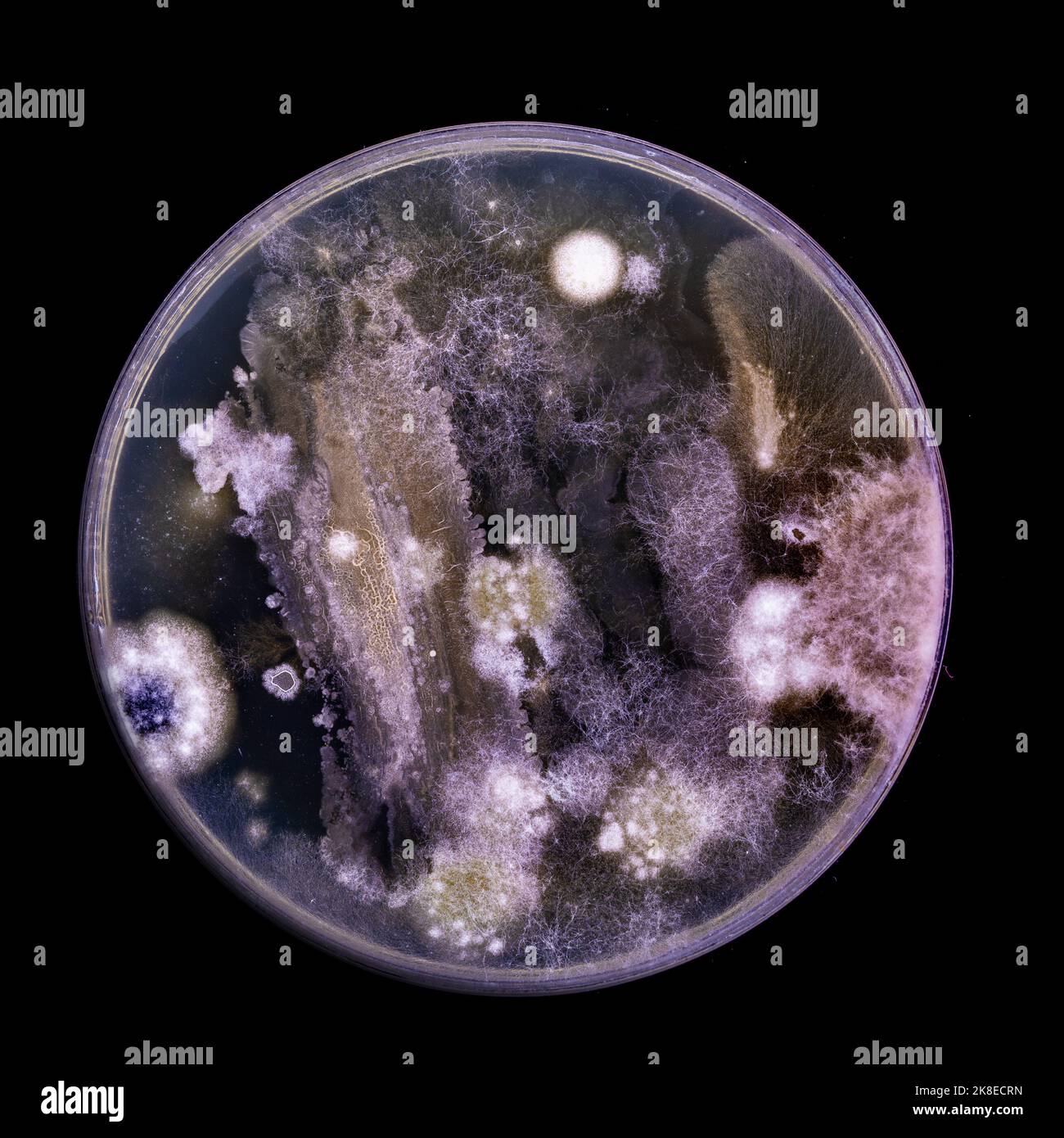 Samples of Petri dishes with a culture of microorganisms and fungi in the surface of agar ...