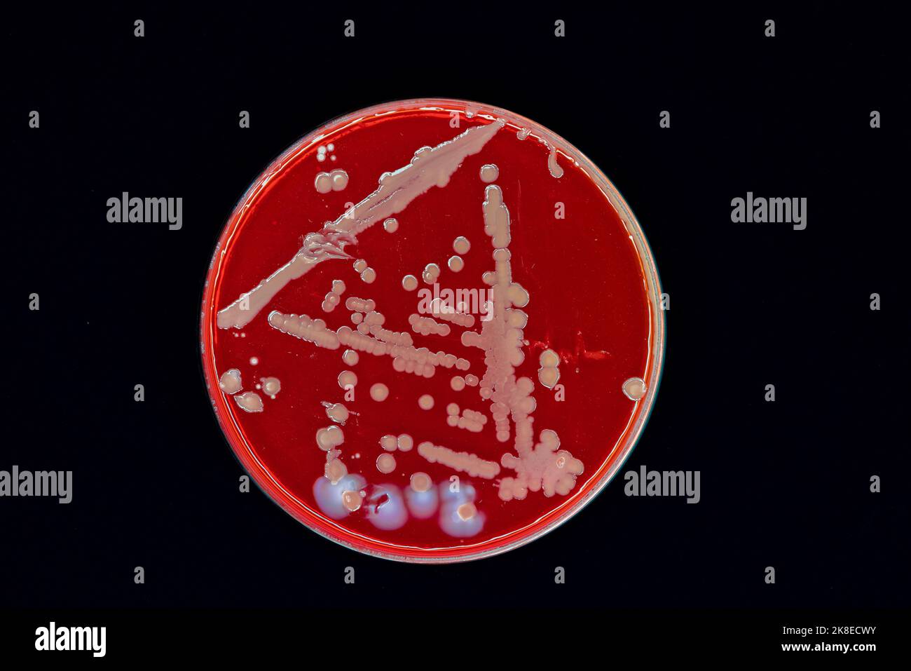 Petri dish with colonies of bacteria in a microbiology laboratory Stock ...