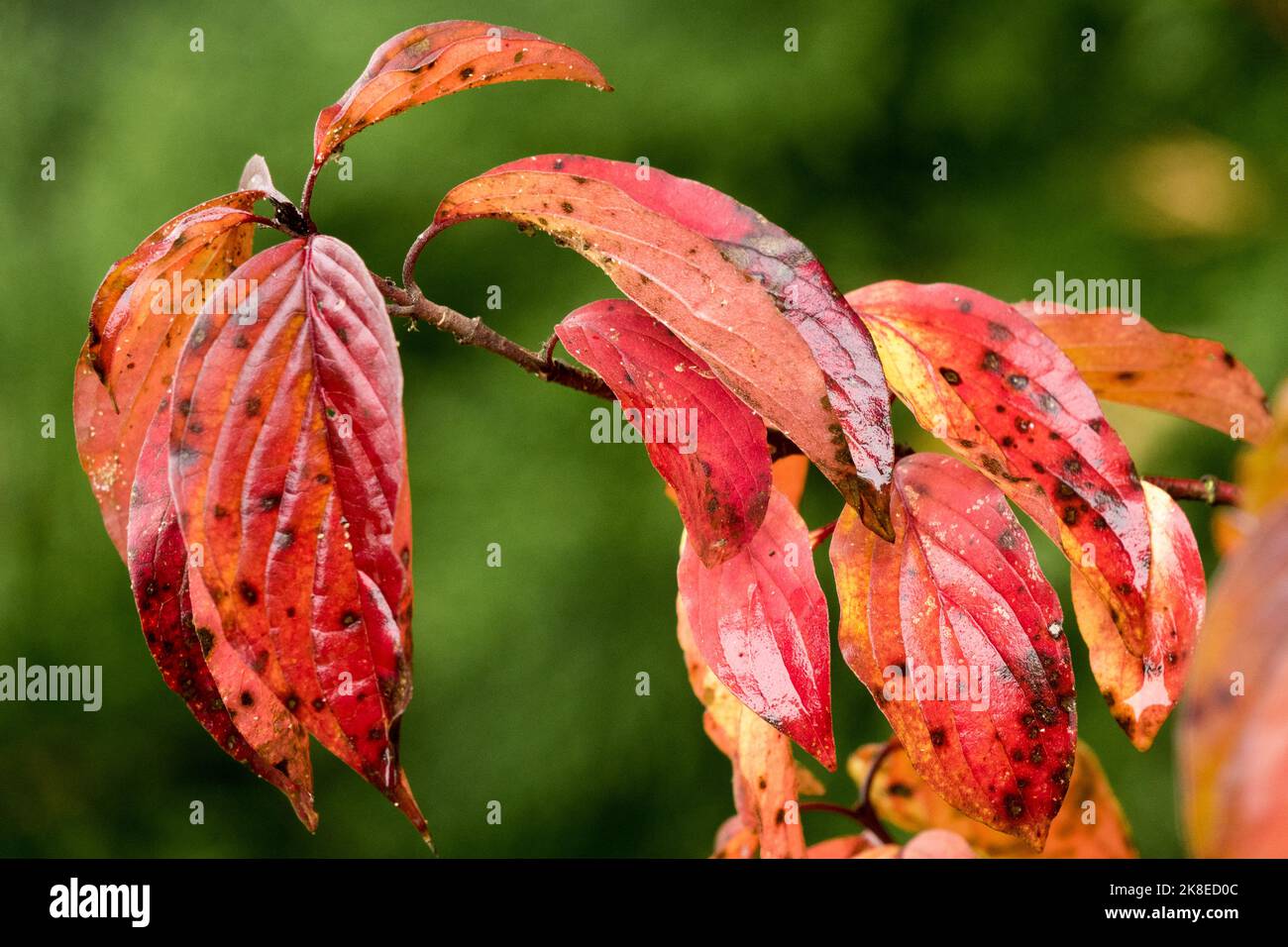 Autumn, Cornus, Branch, Leaves, Cornus iberica, Deciduous, Shrub ...