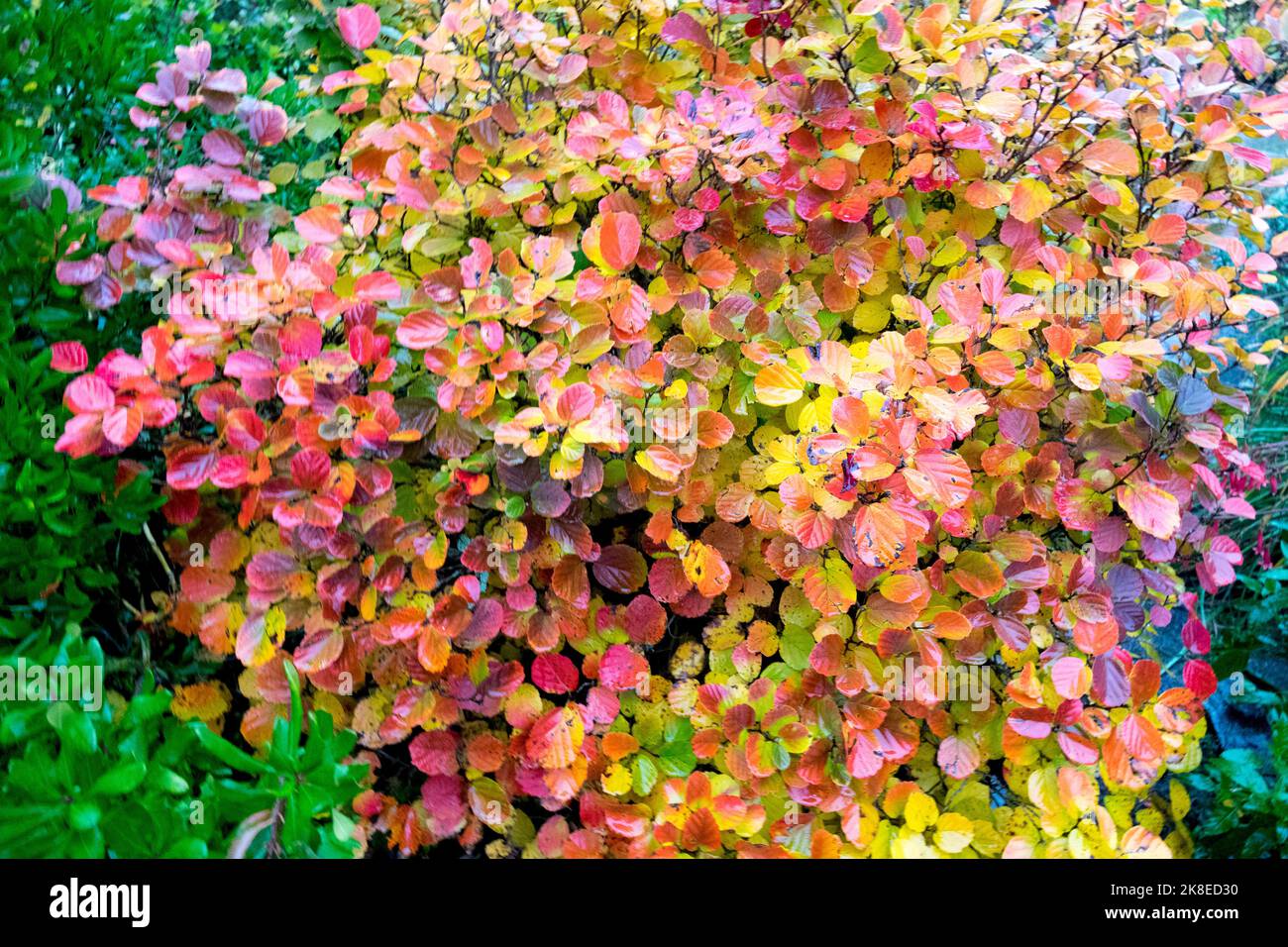 Autumn, Fothergilla, Shrub, Fothergilla major, Autumnal, Foliage, Large ...