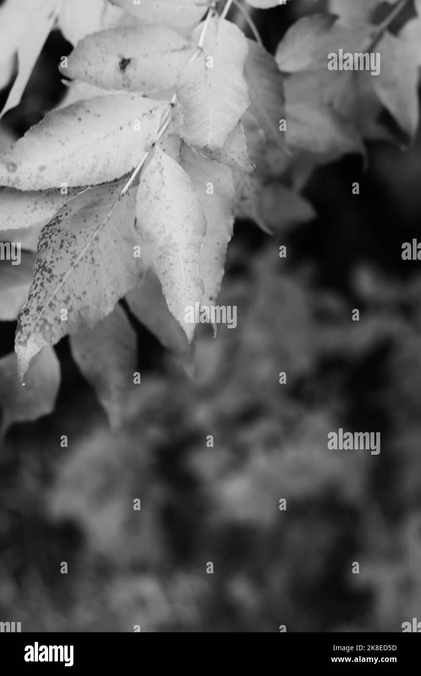 Autumn leaves growing in the meadow in a black and white monochrome ...