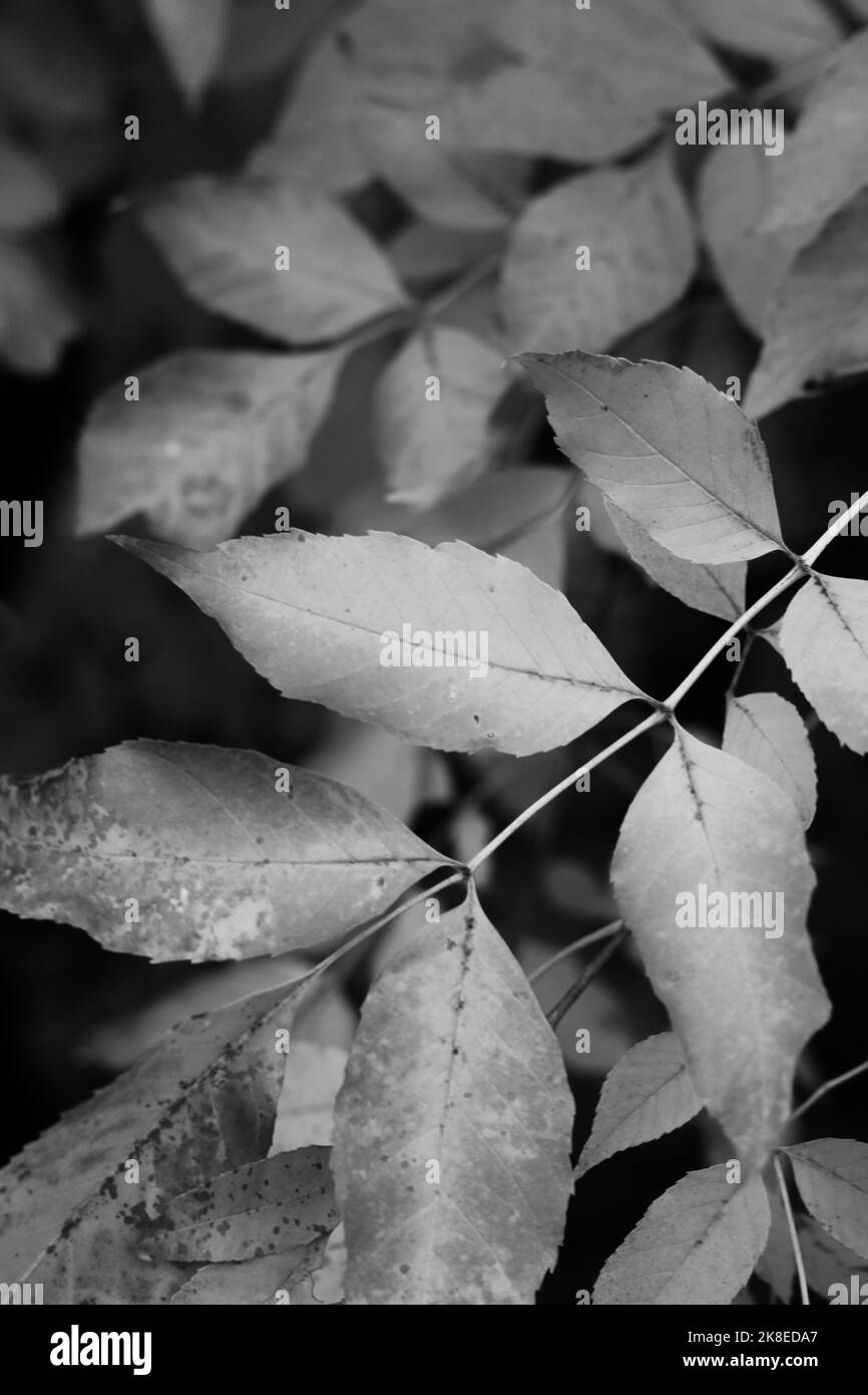 Autumn leaves growing in the meadow in a black and white monochrome ...