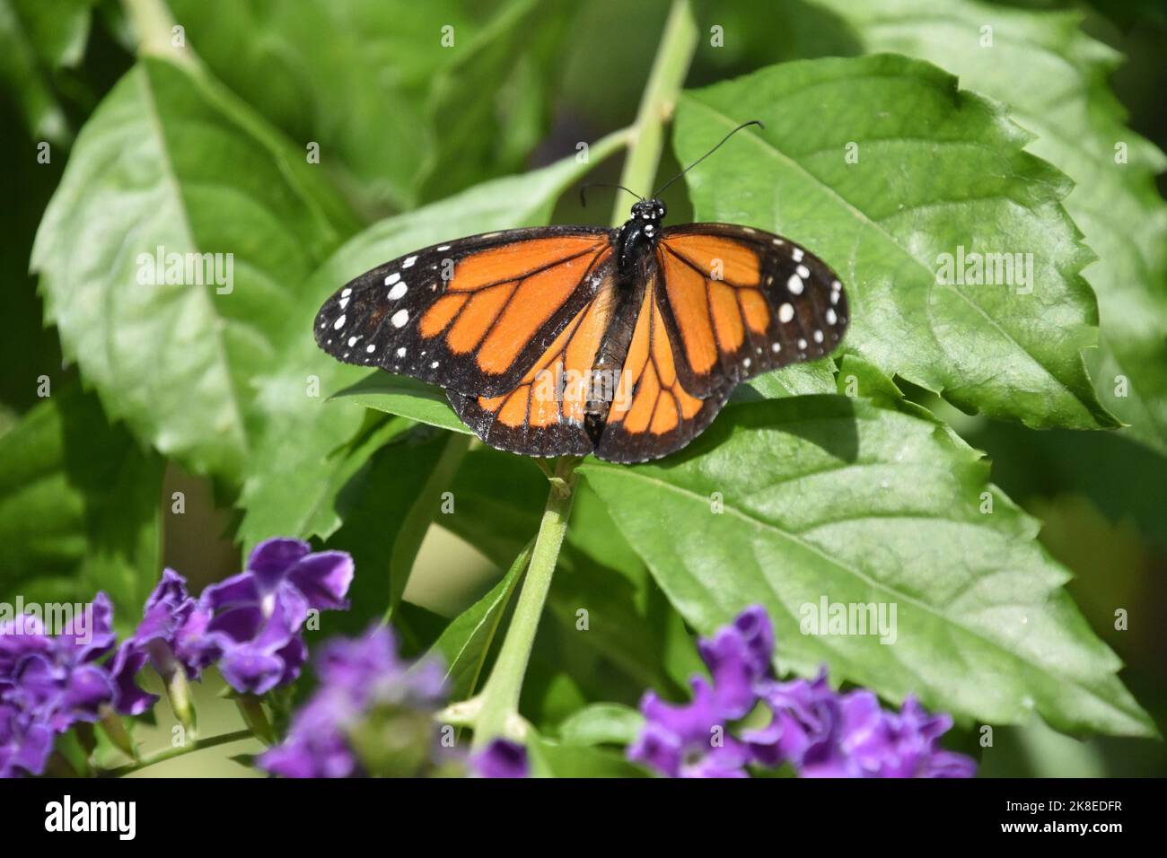 Beautiful orange and black monarch butterfly in a butterfly garden ...