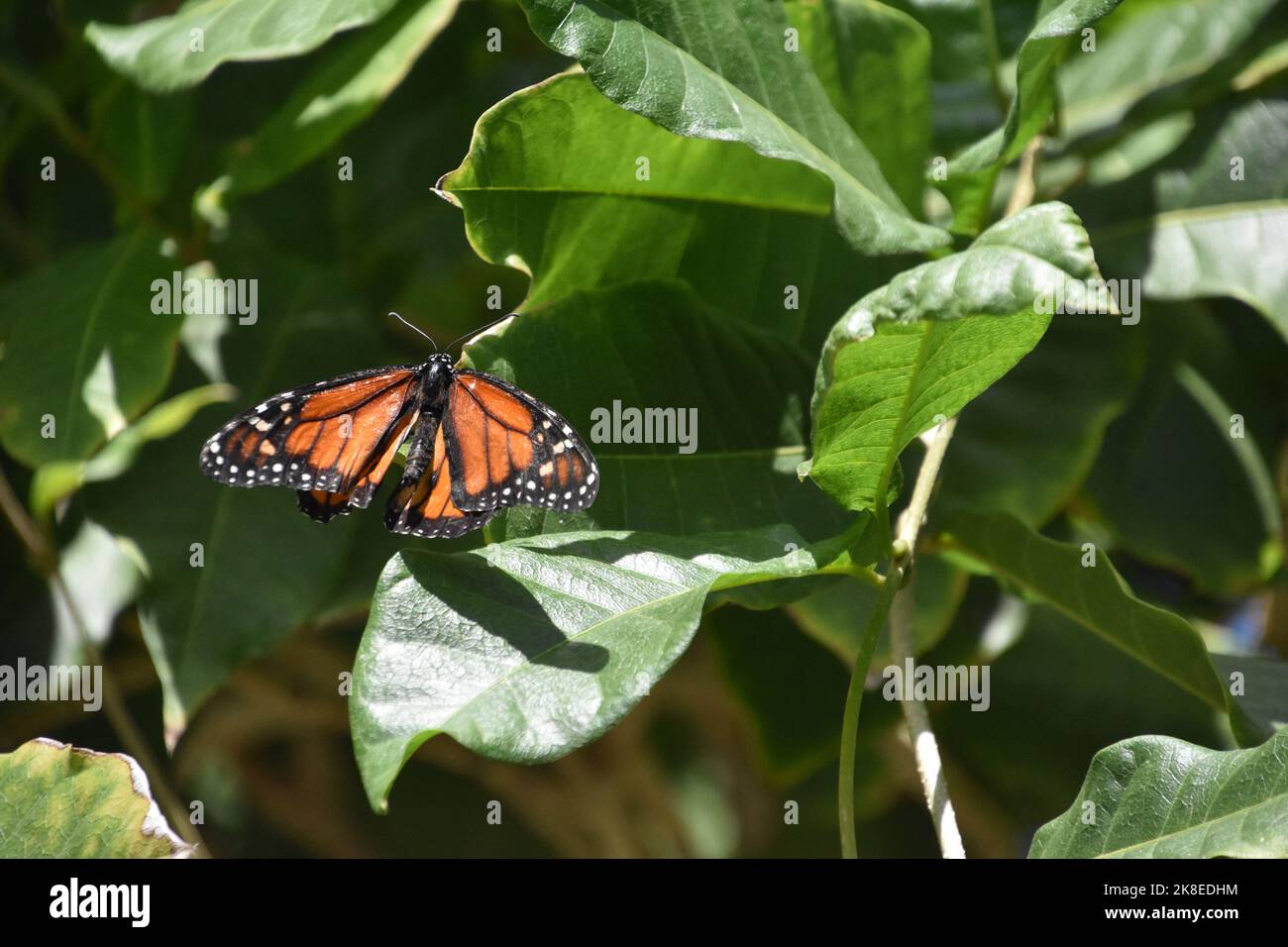 Monarch butterfly with his wings spread wide open in a garden Stock ...