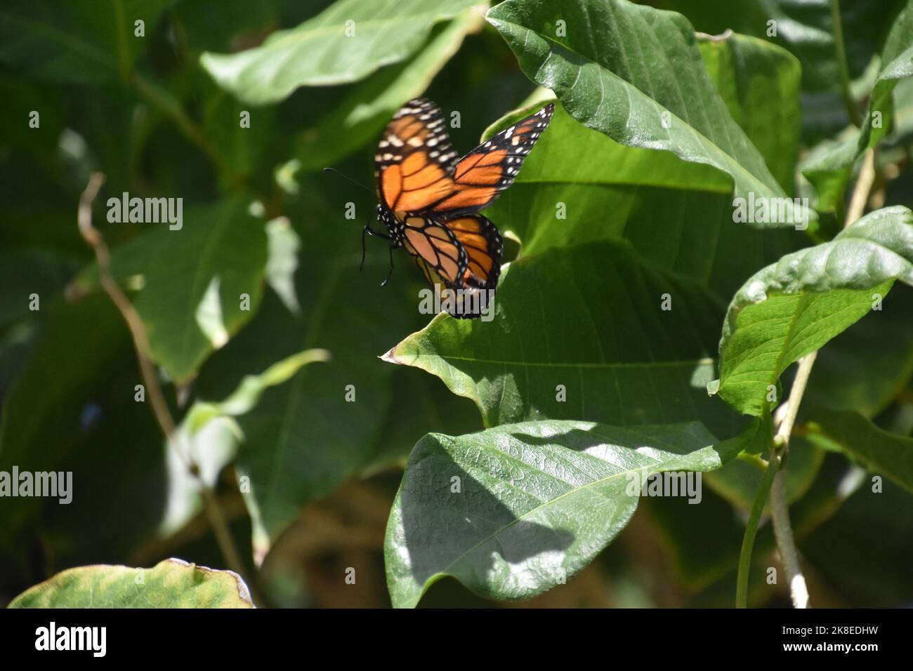 Orange and black monarch butterfly flying in a garden Stock Photo - Alamy