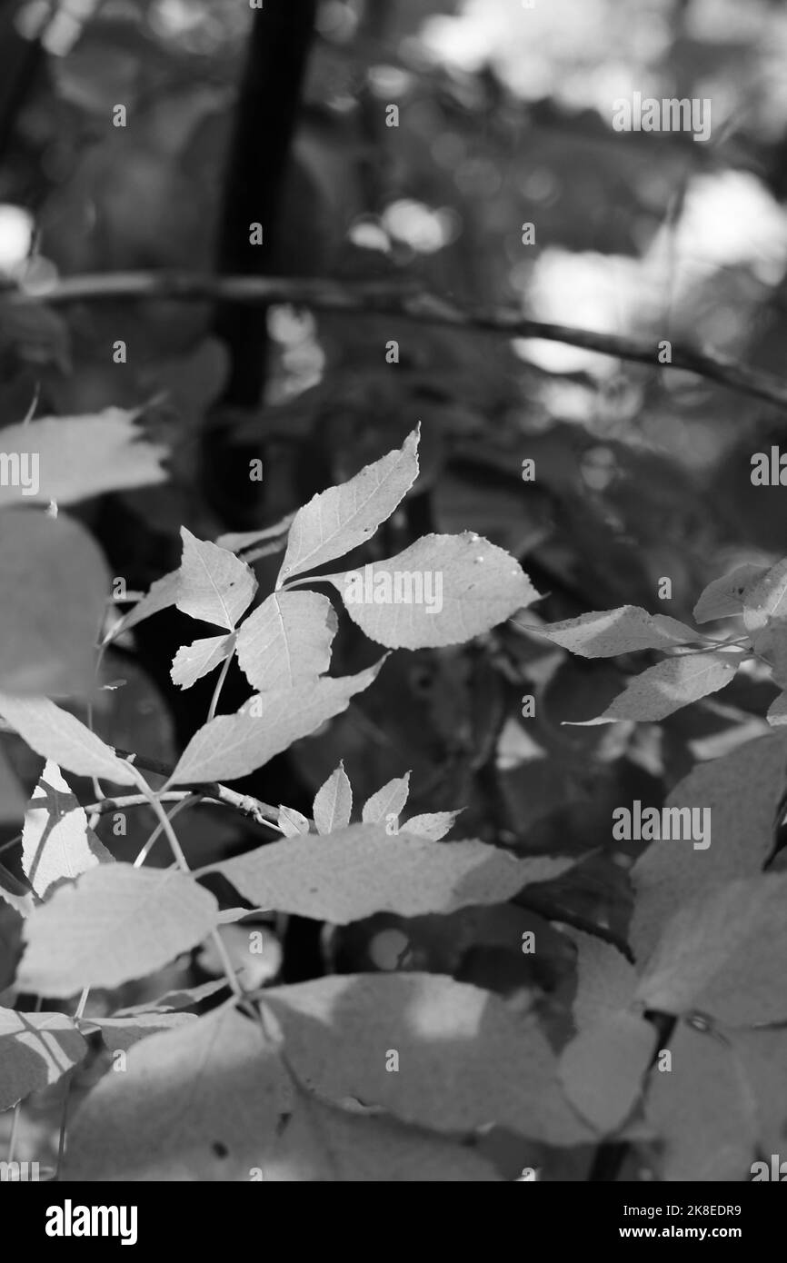 Autumn leaves growing in the meadow in a black and white monochrome ...