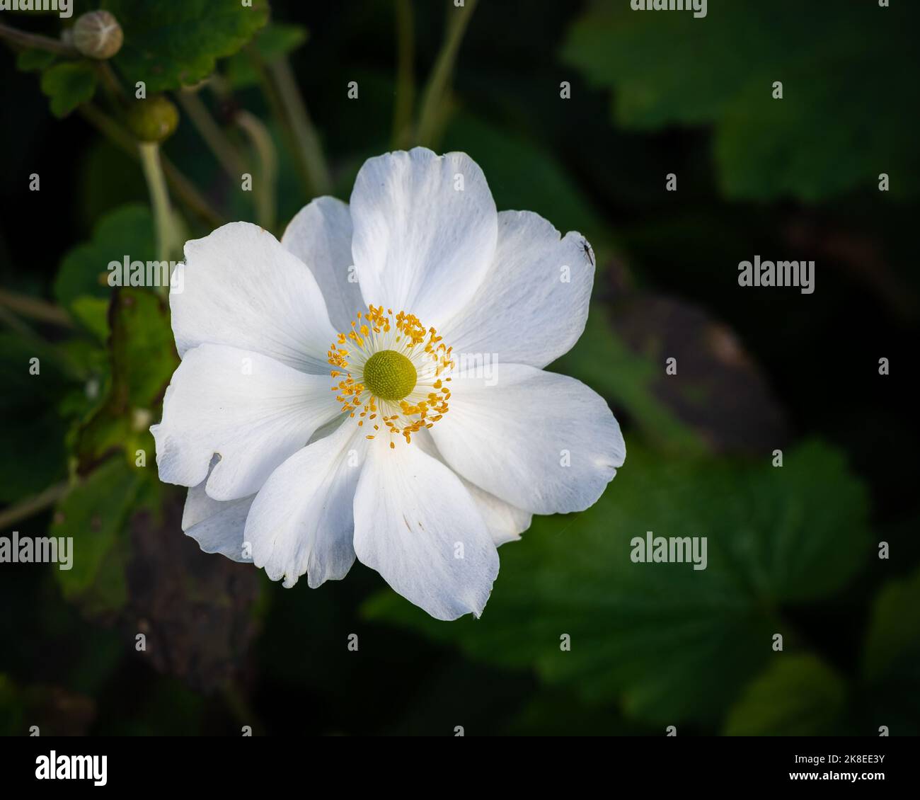 Mayfield Park, Piccadilly, Manchester Stock Photo - Alamy