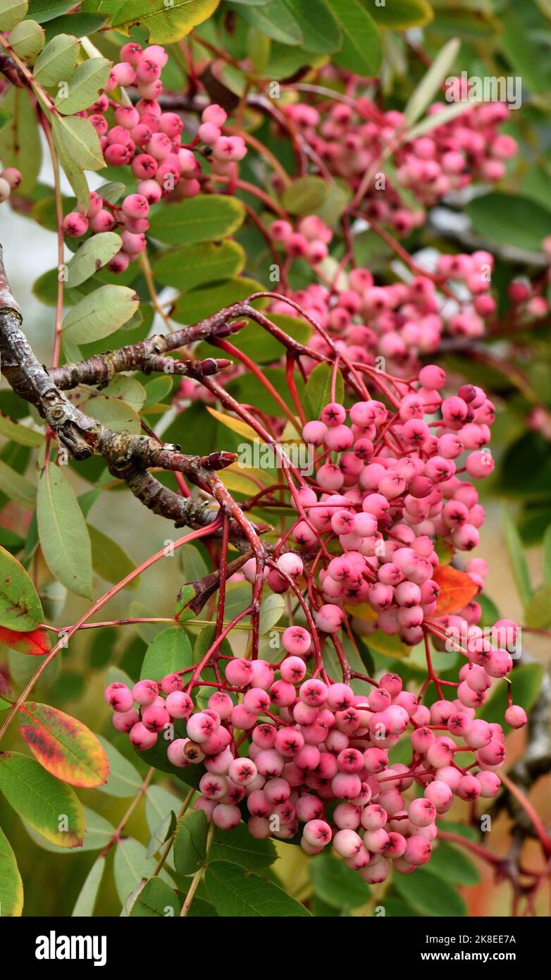 Sorbus pink pagoda hi-res stock photography and images - Alamy