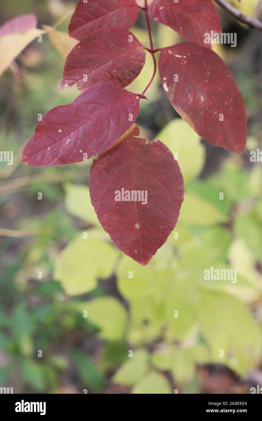Bright red leaves bursting with autumn colors Stock Photo - Alamy