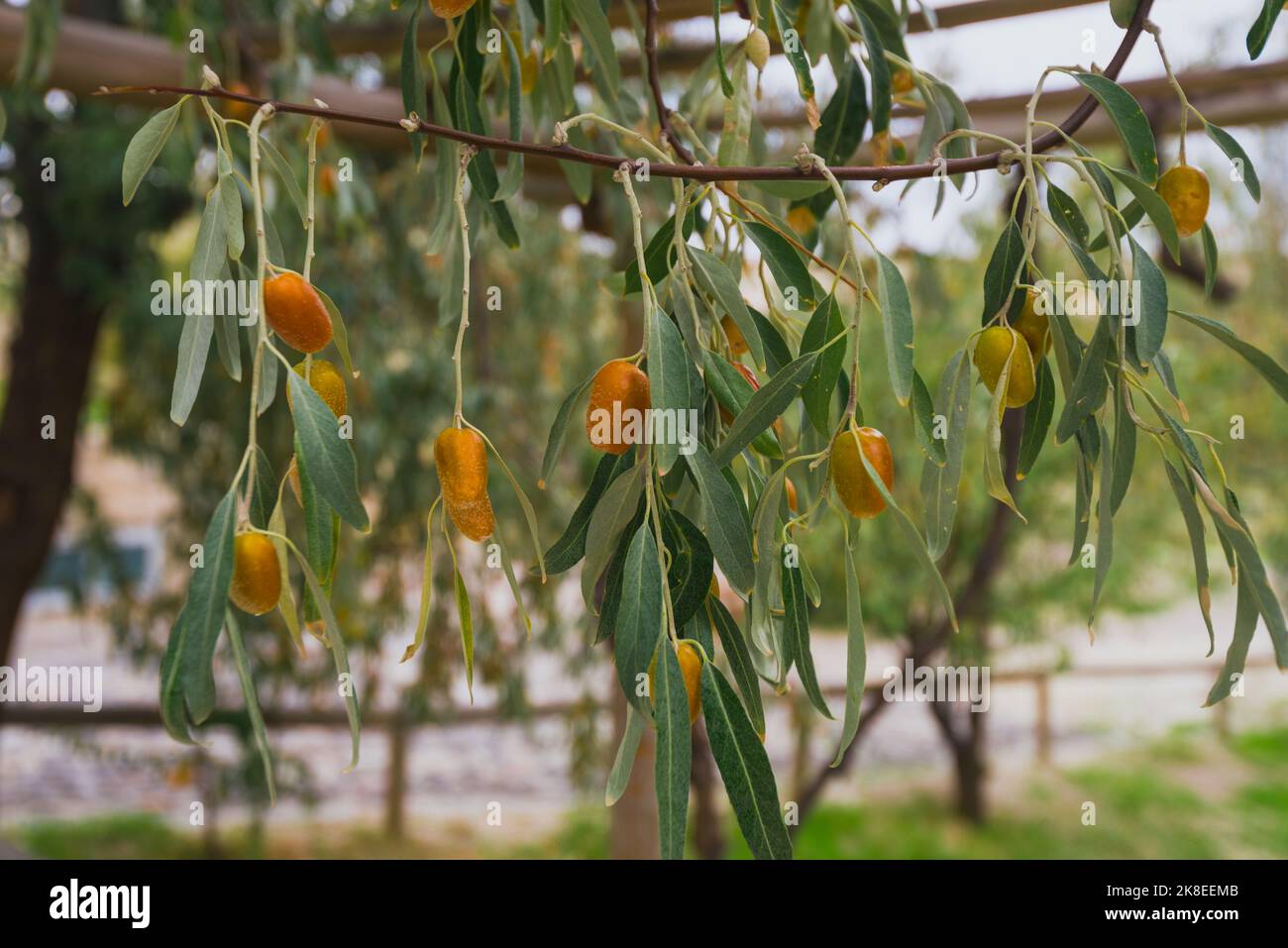 Silverberry oleaster elaeagnus angustifolia hi-res stock photography ...