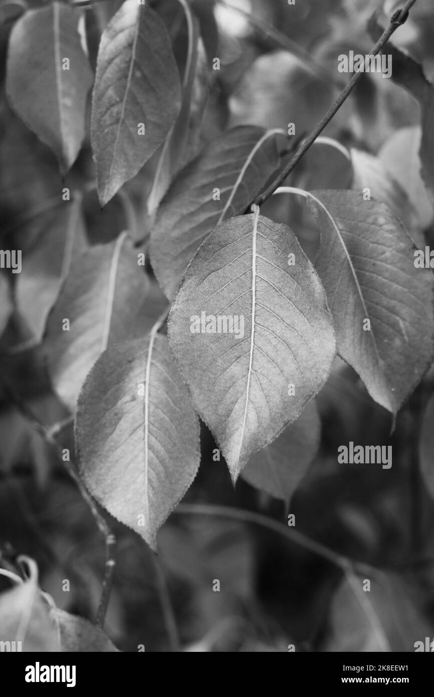 Autumn leaves growing in the meadow in a black and white monochrome ...